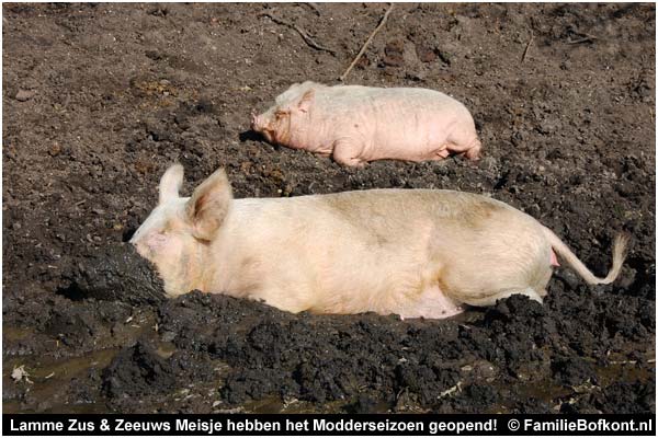 Weblog Familie Bofkont